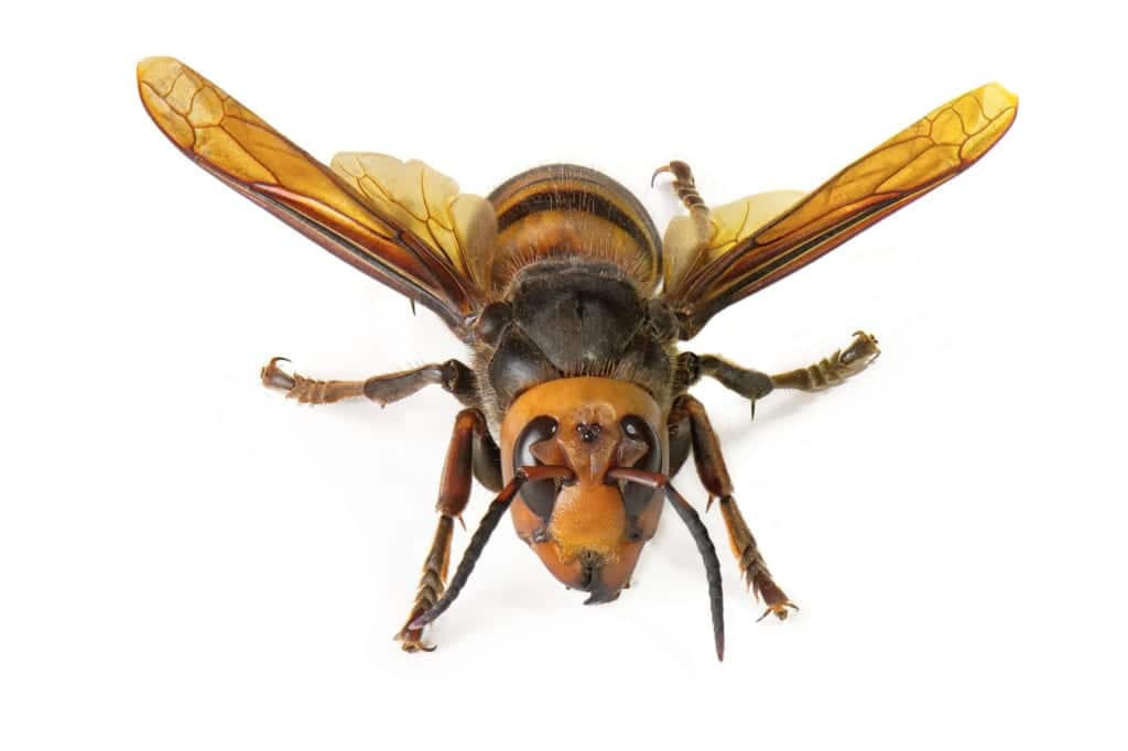 Asian Giant Hornets a/k/a Murder Hornets - Honor Services Asian Giant Hornets a/k/a Murder Hornets - Honor Services