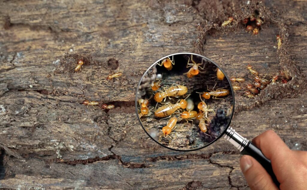 What Do Termites Look Like To The Human Eye Honor Services