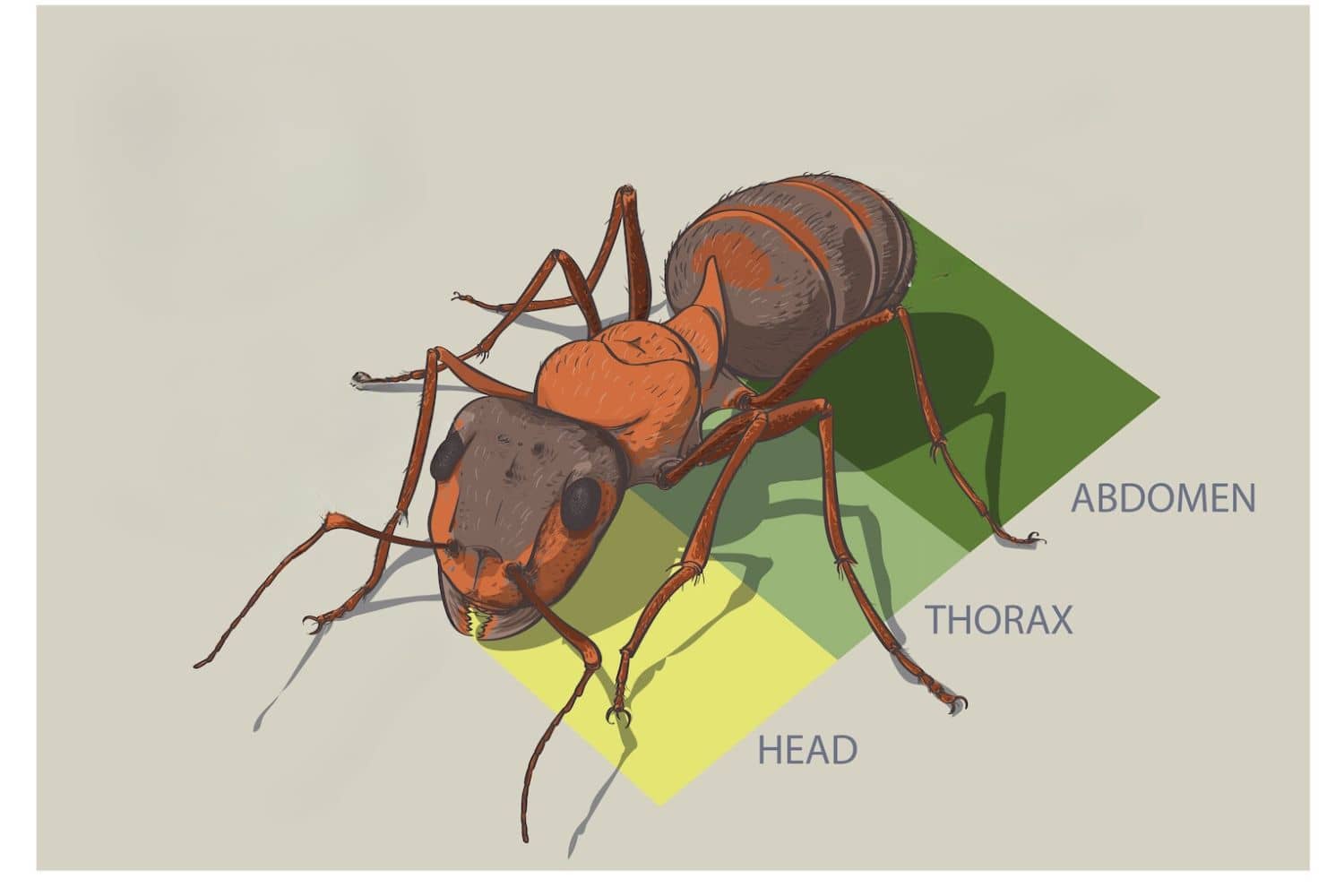 What Eats Ants? Here are Their Top Natural Predators - Honor Services