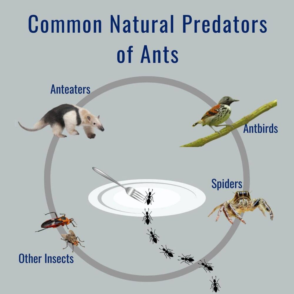 What Eats Ants? Here are Their Top Natural Predators - Honor Services