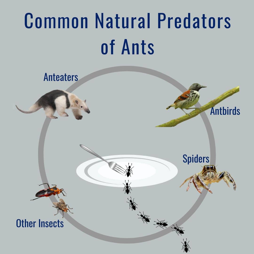 What Eats Ants? Here are Their Top Natural Predators - Honor Services