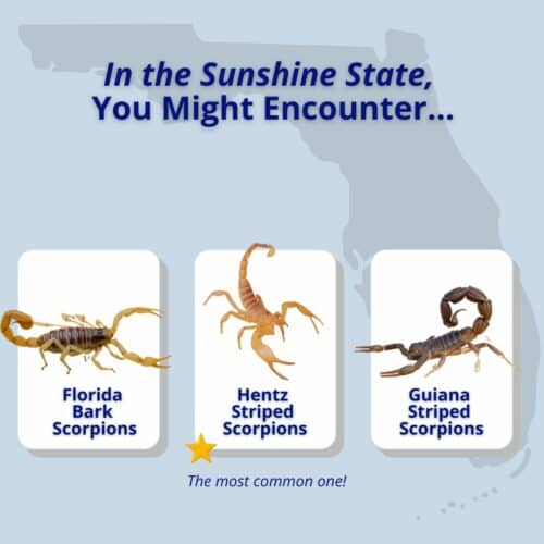 How to Get Rid of Scorpions in Your Home or Garage - Honor Services