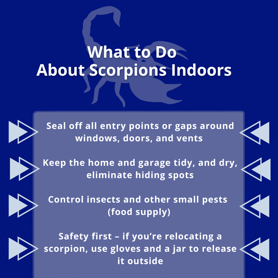 How to Get Rid of Scorpions in Your Home or Garage - Honor Services