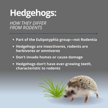 Are Hedgehogs Rodents? Here's What Sets Them Apart - Honor Services