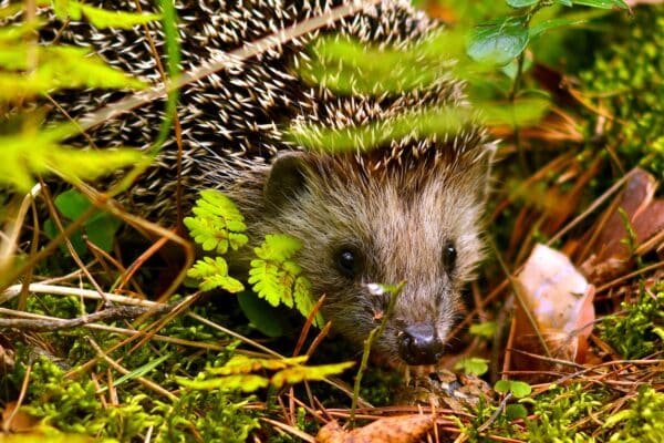Are Hedgehogs Rodents? Here's What Sets Them Apart - Honor Services
