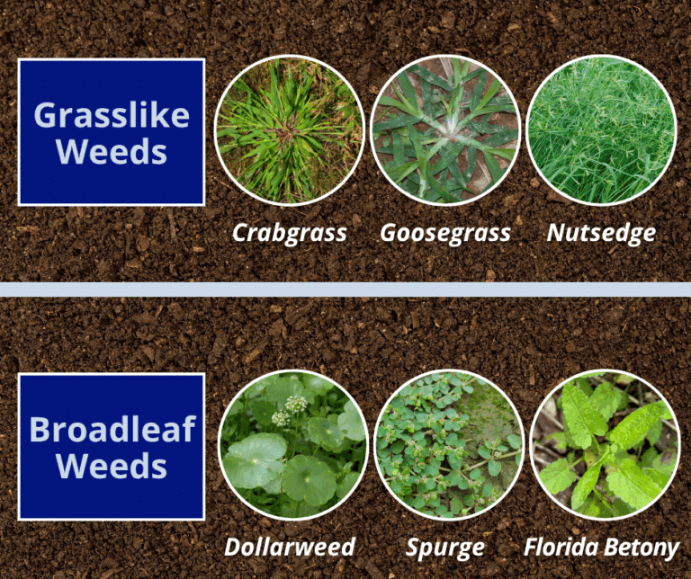Spotting and Preventing Common Weeds in Florida Lawns - Honor Services