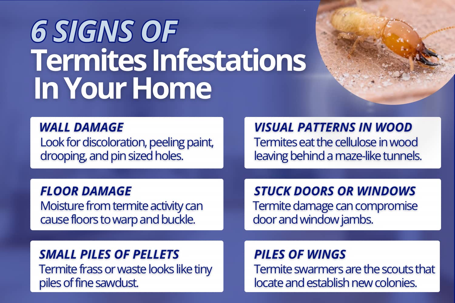 Key Signs of Termites vs Ants Every Homeowner Should Know - Honor Services